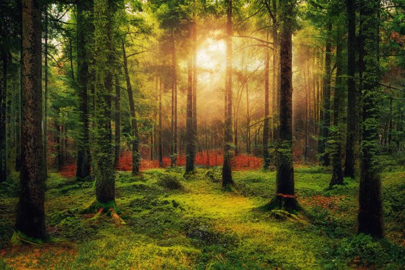 Våga vila och bli hel - Ronneby pastorat