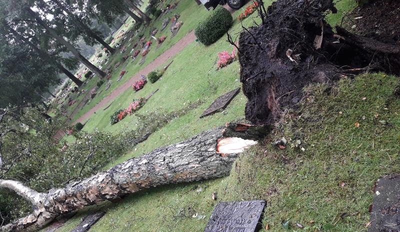 Risk för fallande träd - Falkenbergs pastorat