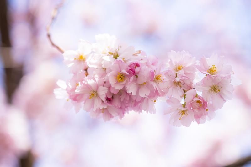 maj månad - Berga pastorat