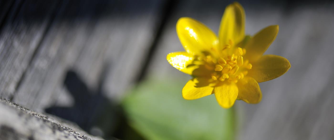Svenska kyrkan i Florida