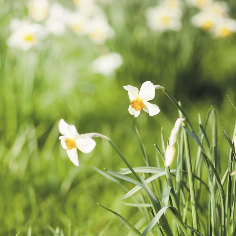 2020-05-31 Pingstdagen - Anderstorps församling