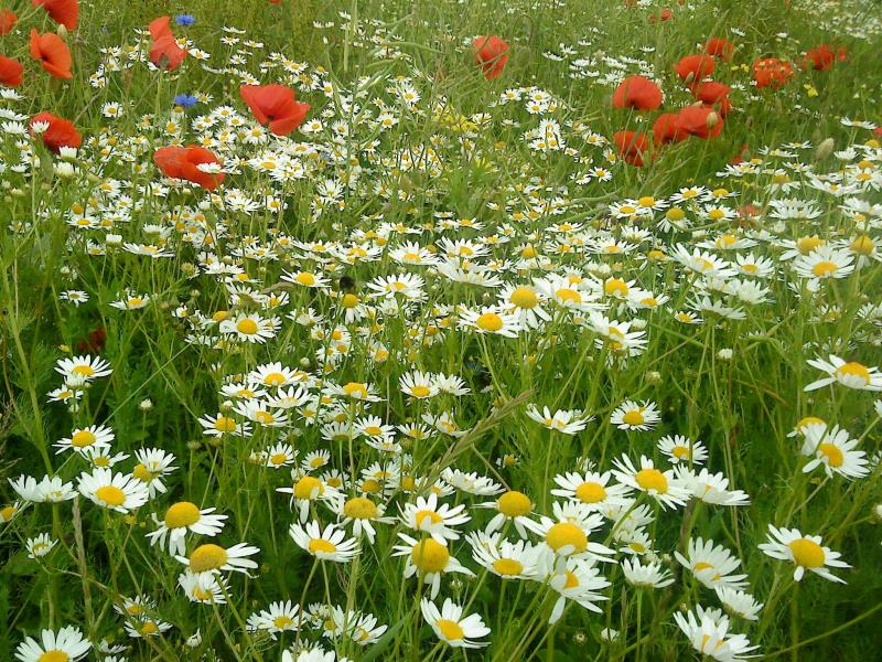 Sommarkörprojekt - Svalövsbygdens Pastorat