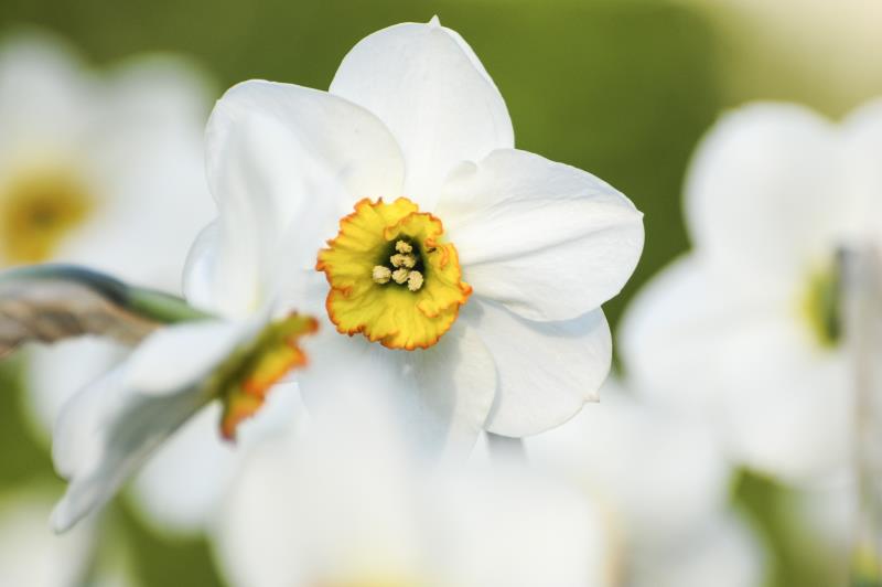 Pingstdagen - Gärsnäs församling