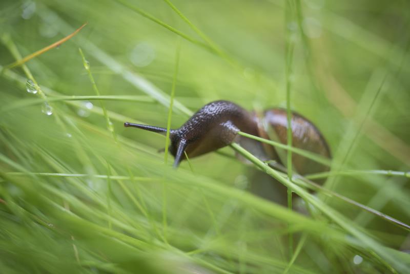 Tips på växter som rådjur och sniglar ogillar - Finspångs församling