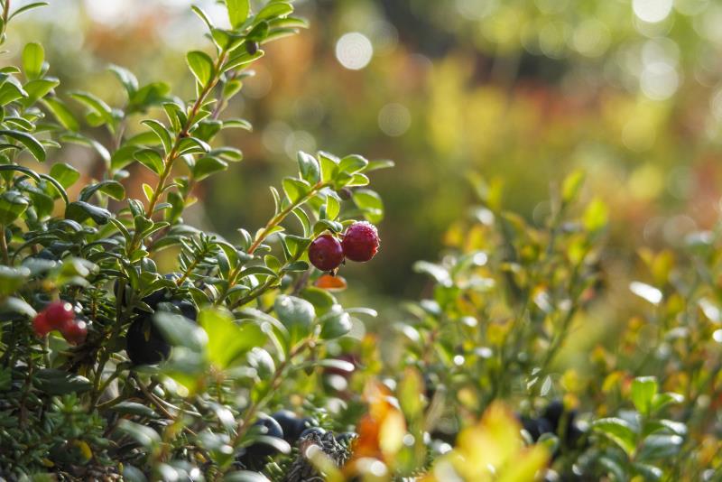 Ett lingonris i ett cocktailglas - Byarums pastorat
