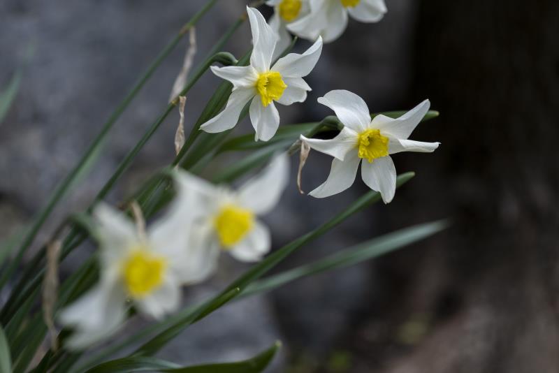 Pingstdagen i Kyrkstugans trädgård - Dösjebro församling